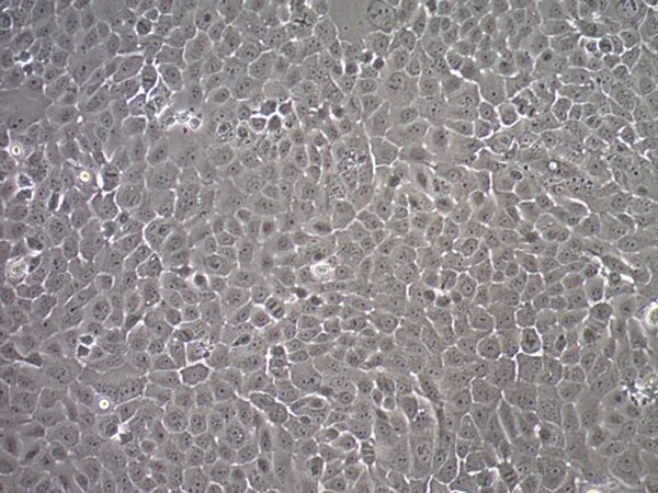 HSC-3 Human Tongue Squamous Carcinoma Cell Line | SCC193